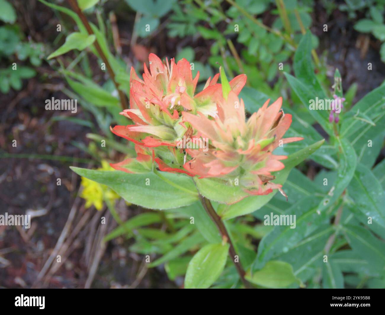 giant red Indian paintbrush (Castilleja miniata Stock Photo - Alamy