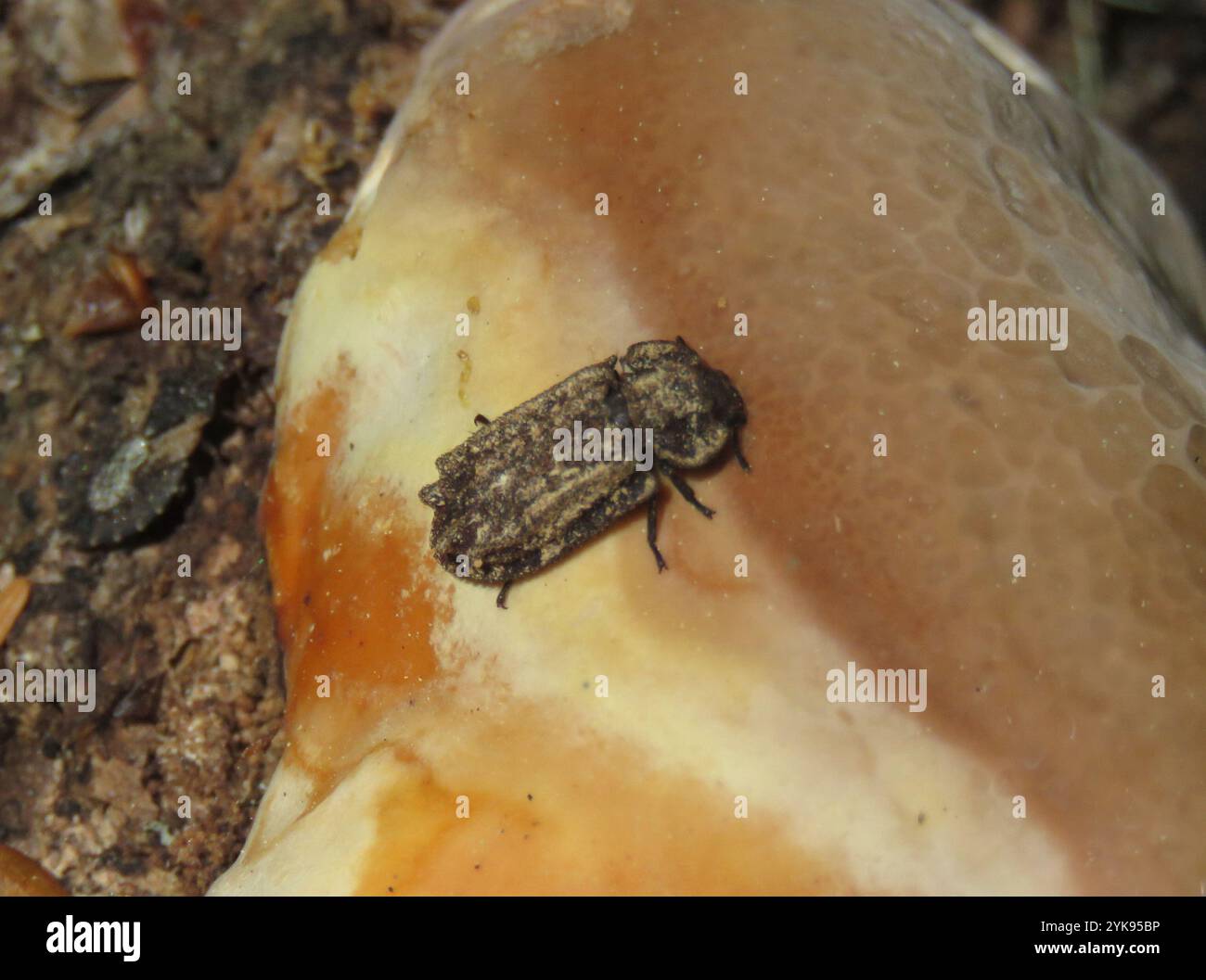 Cucujiform Beetles (Cucujiformia Stock Photo - Alamy