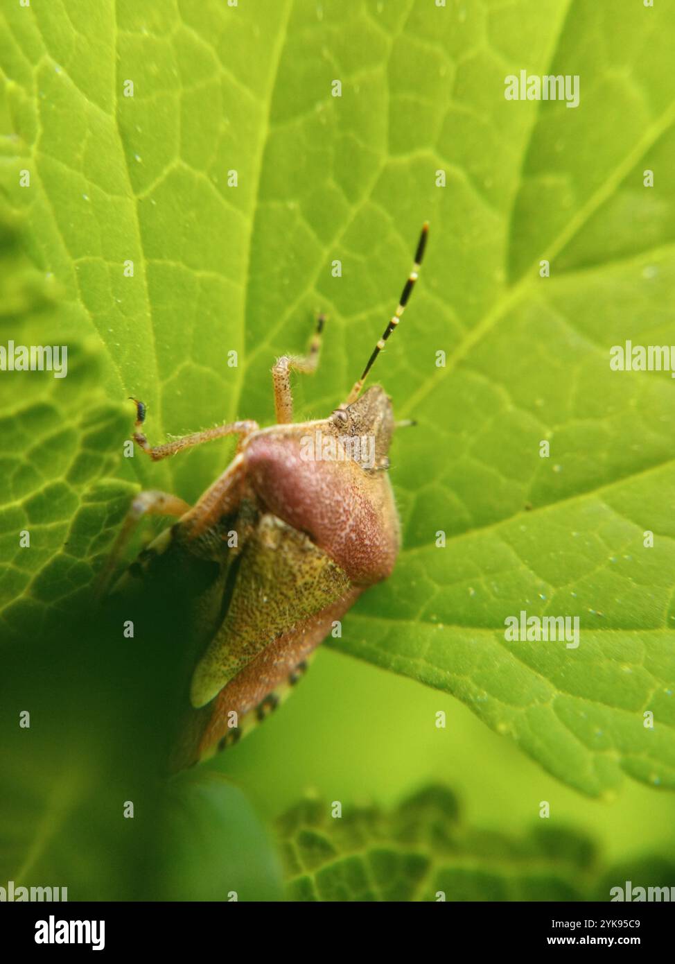 Sloe Bug (Dolycoris baccarum Stock Photo - Alamy
