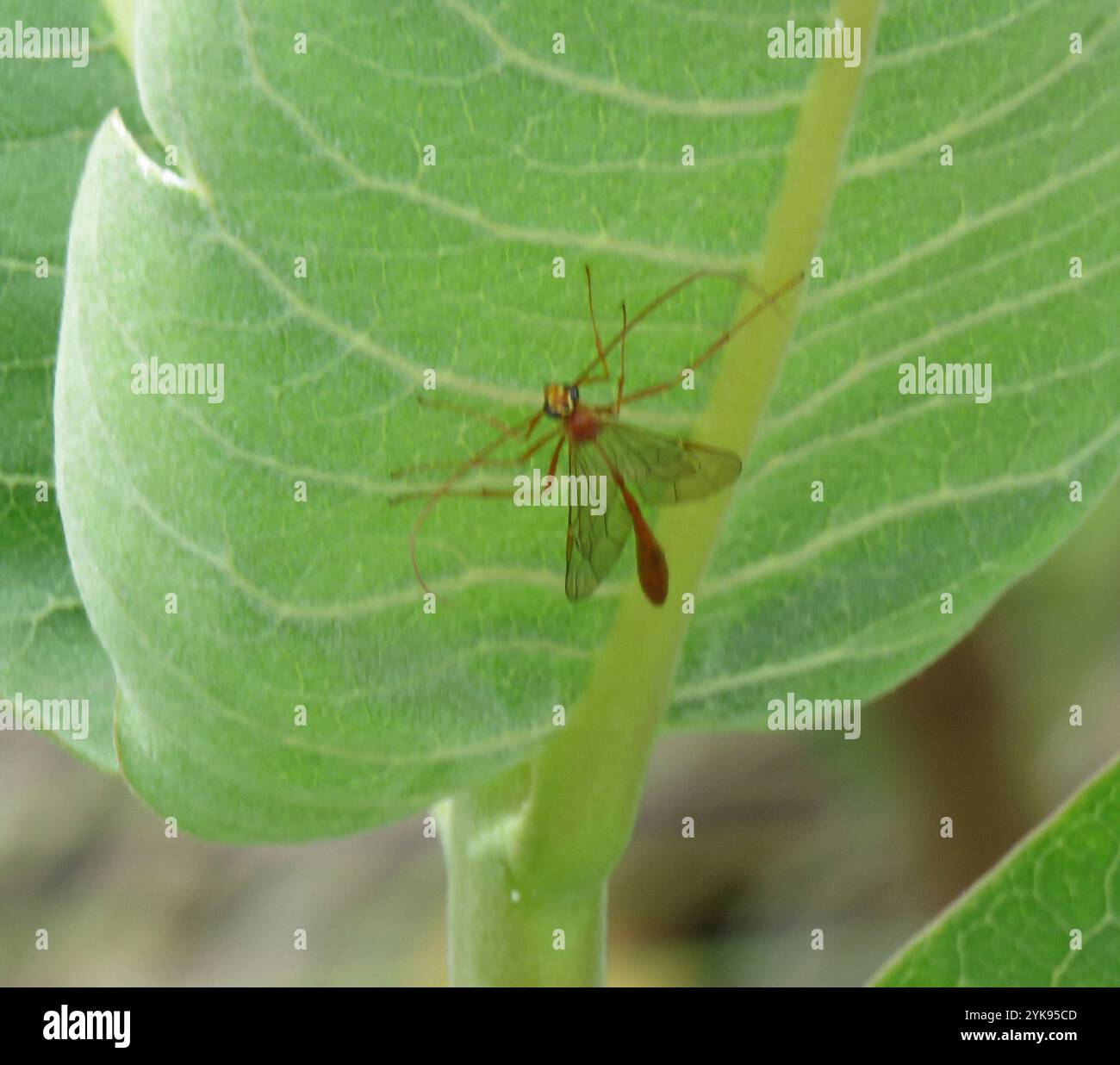 Short-tailed Ichneumonid Wasps (Ophioninae Stock Photo - Alamy