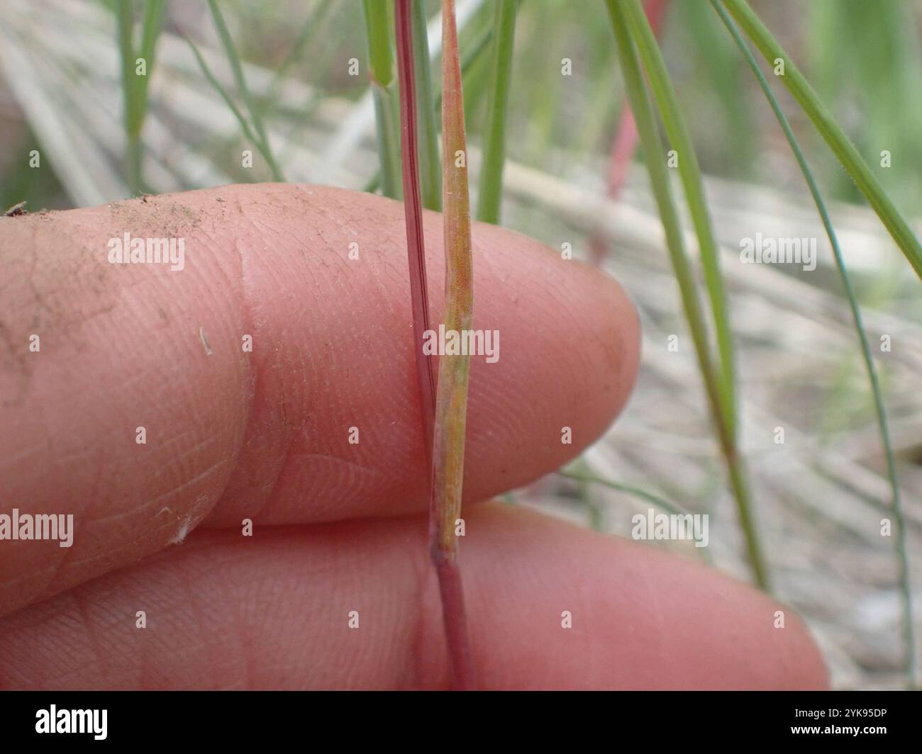 Bulbous Bluegrass (Poa bulbosa Stock Photo - Alamy