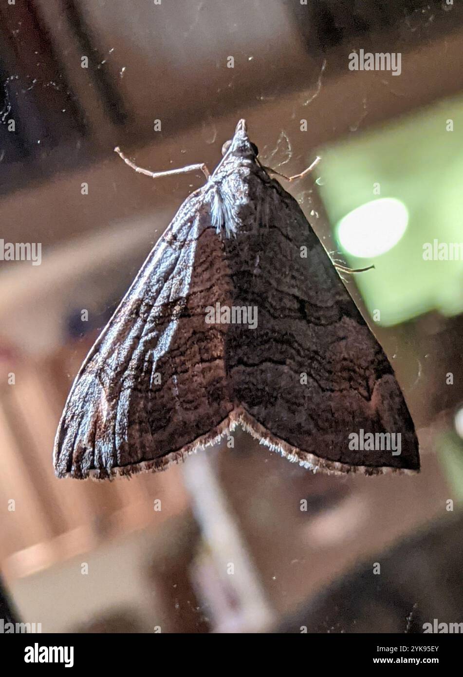 Treble Bar (Aplocera plagiata Stock Photo - Alamy