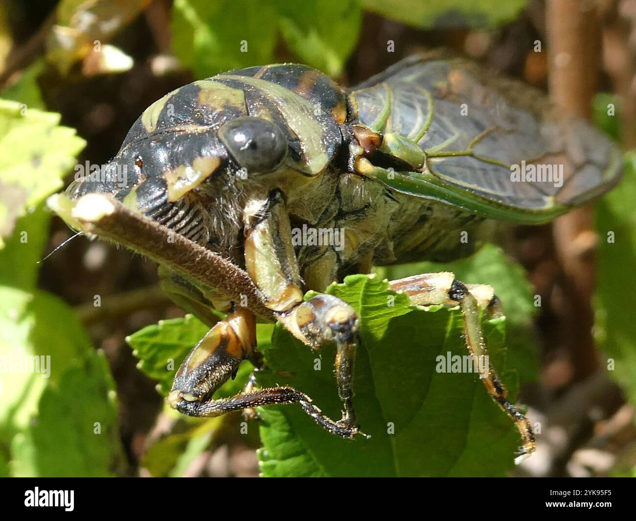 Northern Dog-day Cicada (Neotibicen canicularis Stock Photo - Alamy