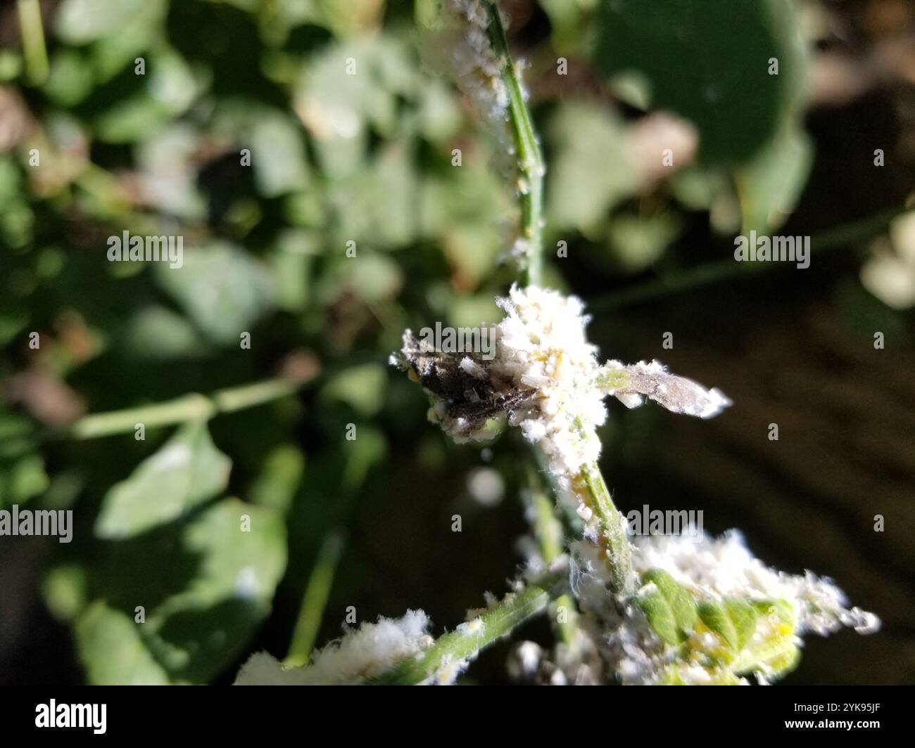 Woolly Aphids and Gall-making Aphids (Eriosomatinae Stock Photo - Alamy