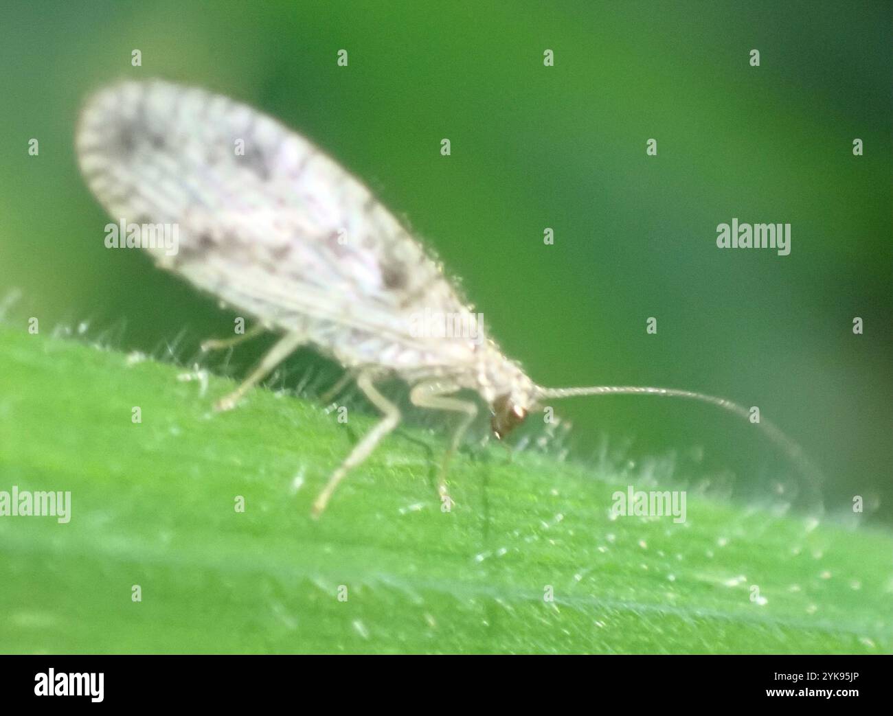 Variegated Brown Lacewing (Micromus variegatus Stock Photo - Alamy