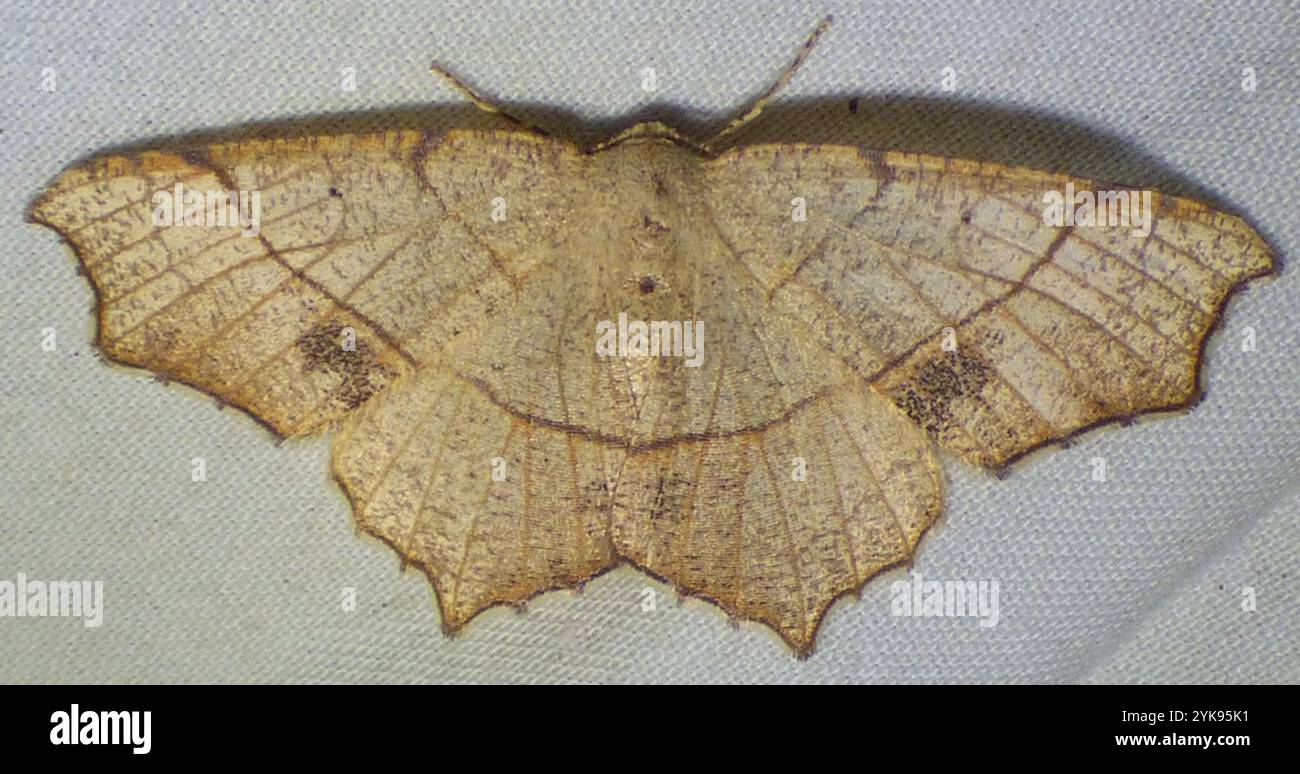Besma moth hi-res stock photography and images - Alamy
