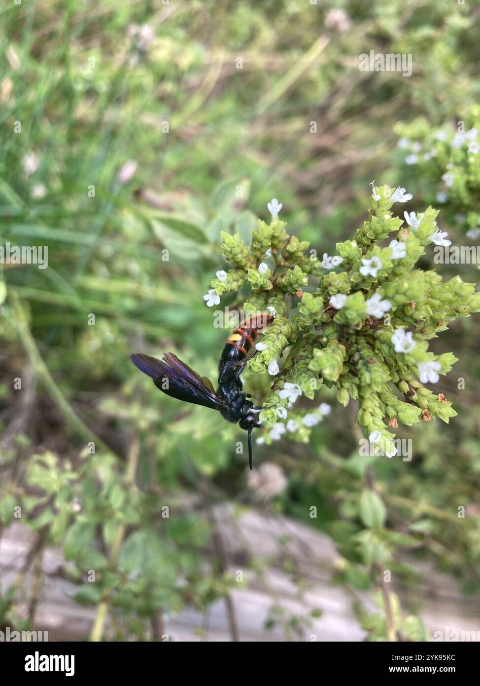 Blue-winged Scoliid Wasp (Scolia dubia Stock Photo - Alamy