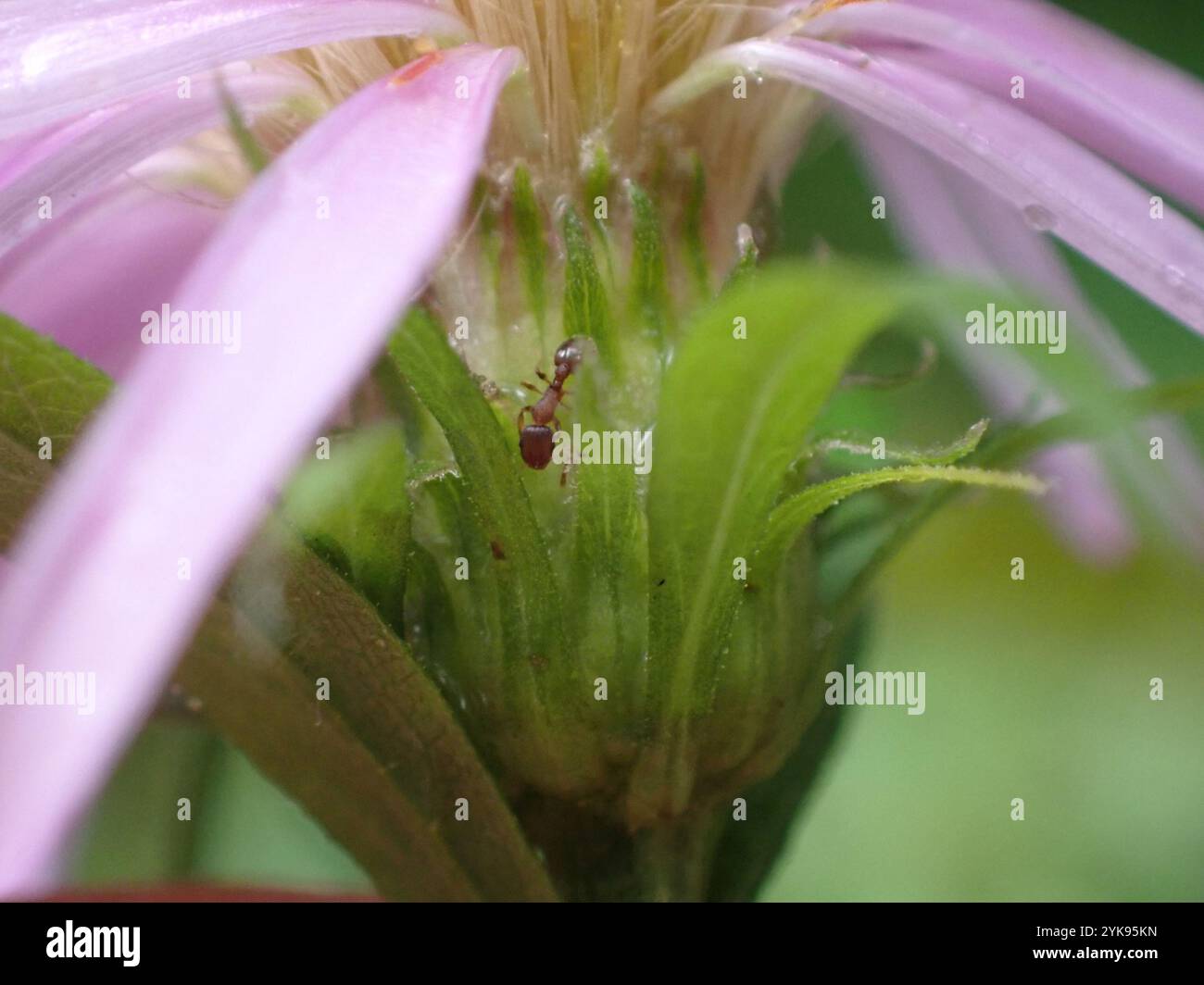 Acorn Ants and Allies (Temnothorax Stock Photo - Alamy