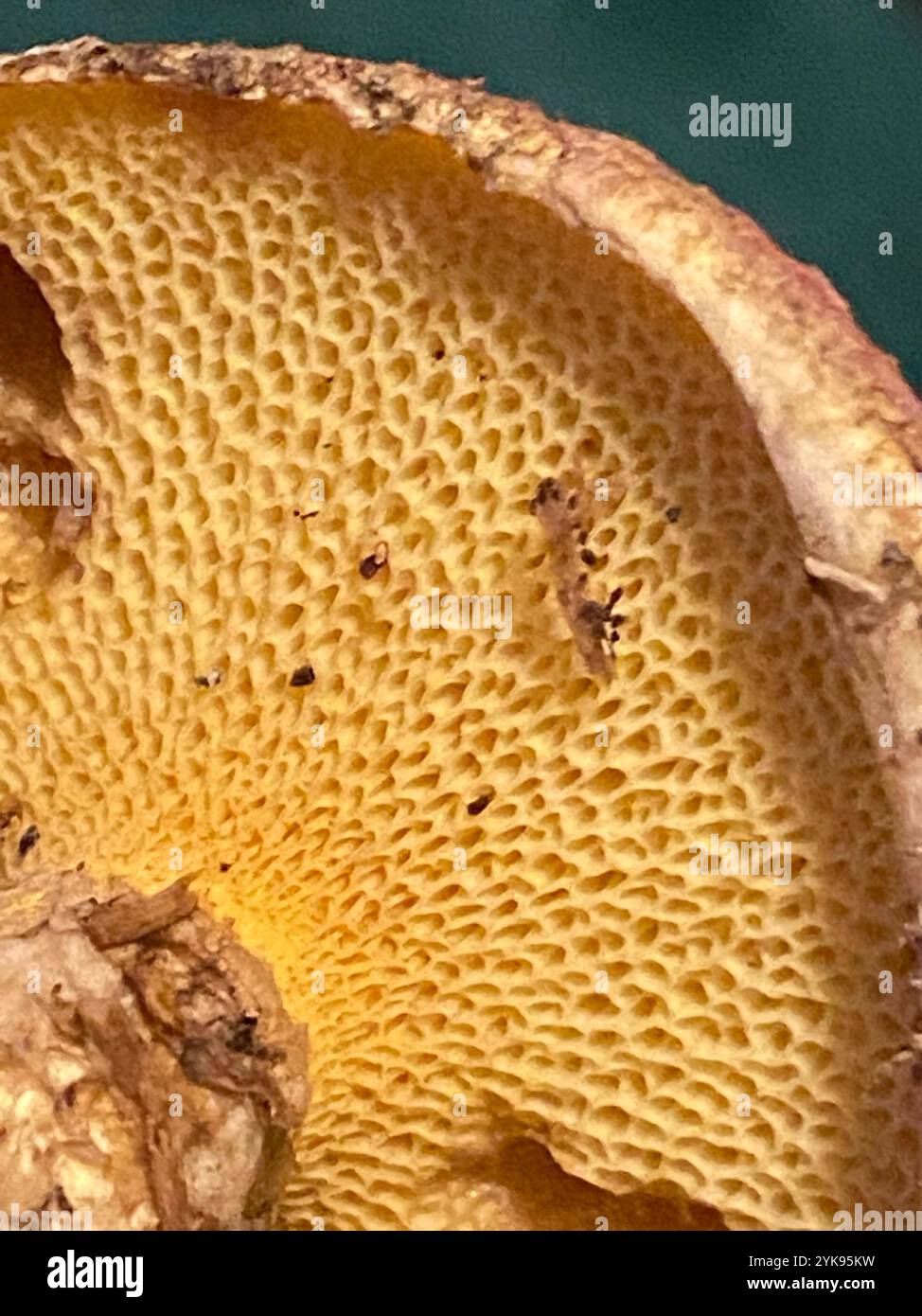 Painted Suillus (Suillus spraguei Stock Photo - Alamy