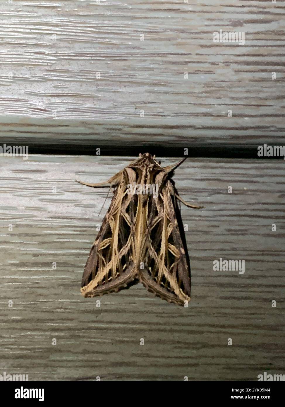 Girdler Moth (Dargida procinctus Stock Photo - Alamy
