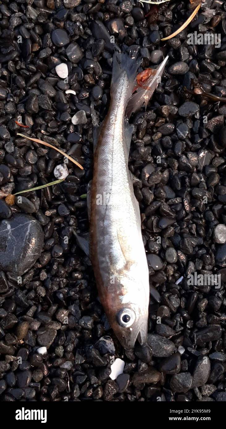 Cods and hakes (Gadiformes Stock Photo - Alamy