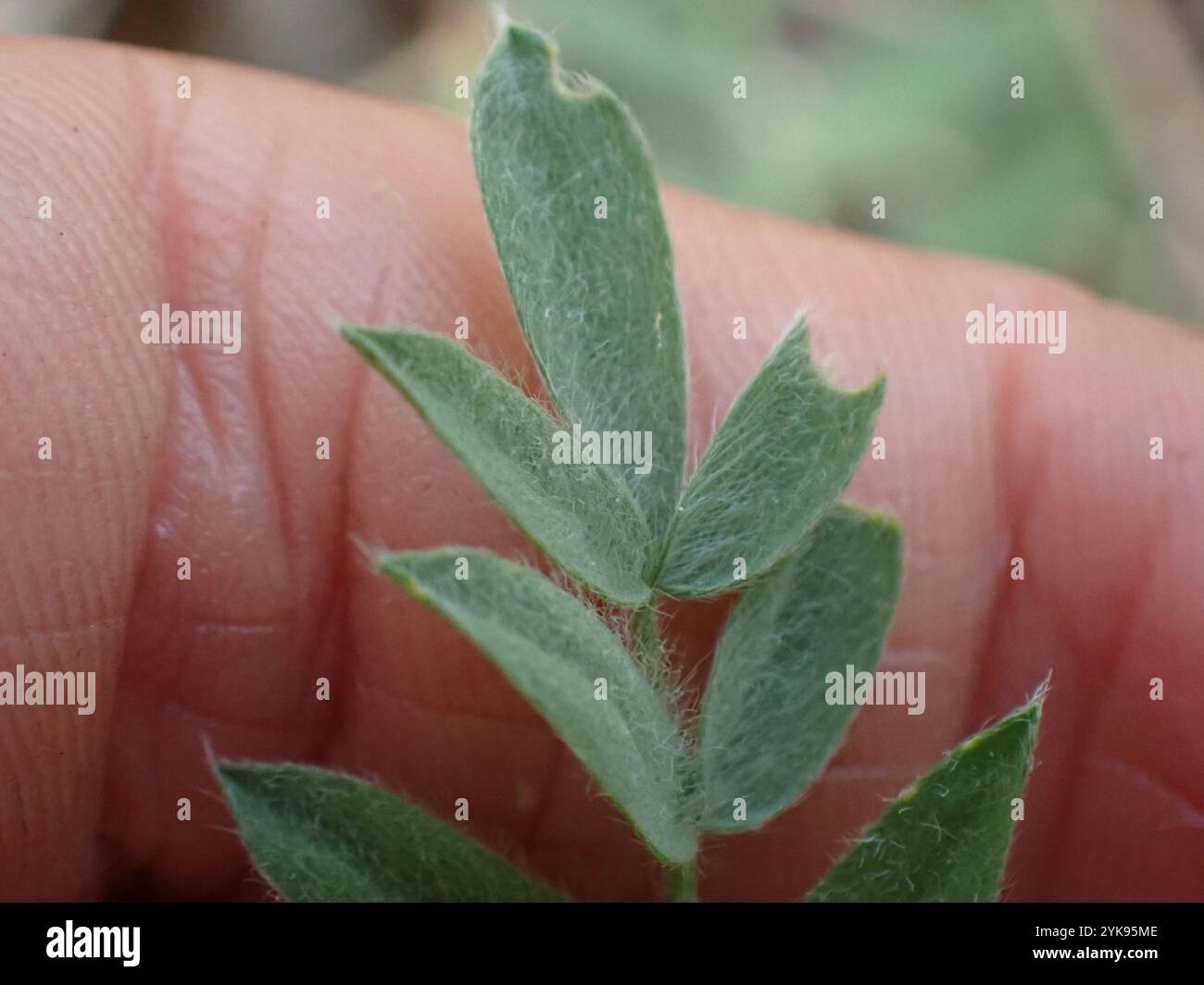 field locoweed (Oxytropis campestris Stock Photo - Alamy
