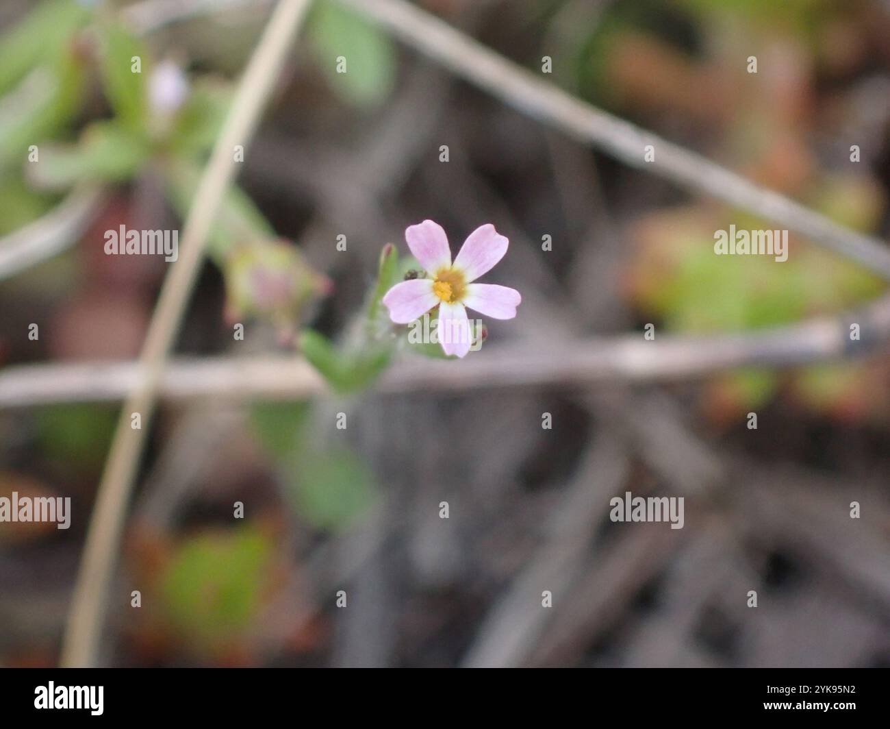 slender phlox (Microsteris gracilis Stock Photo - Alamy