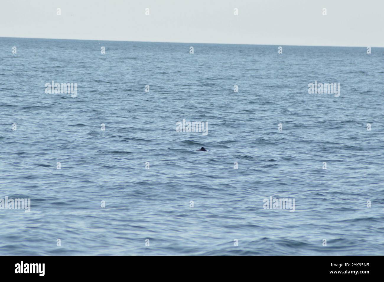 Harbour Porpoise (Phocoena phocoena Stock Photo - Alamy