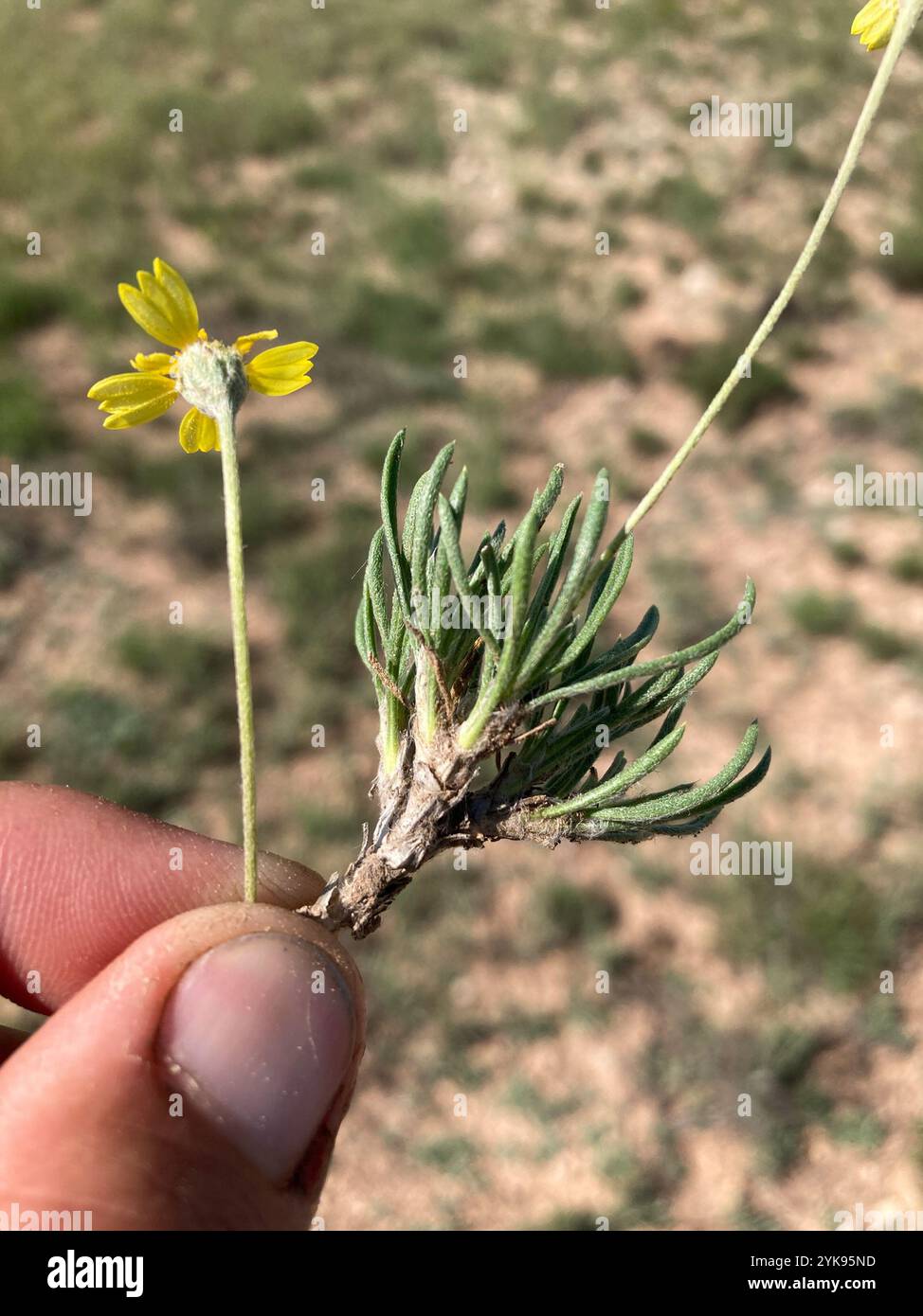Stemmy Four-nerved Daisy (Tetraneuris scaposa Stock Photo - Alamy