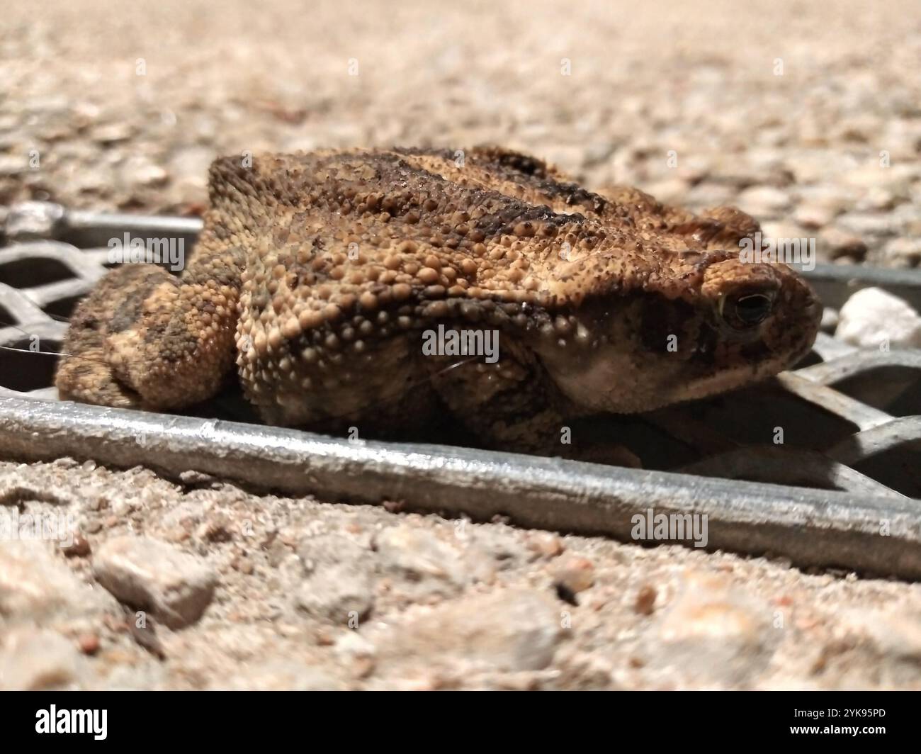 Gulf Coast Toad (Incilius nebulifer Stock Photo - Alamy