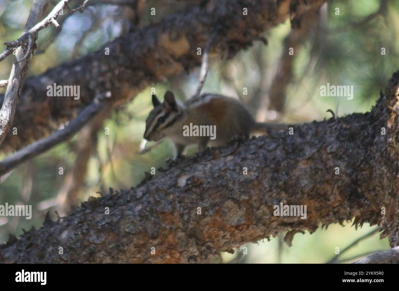 Lodgepole Chipmunk (Neotamias speciosus Stock Photo - Alamy