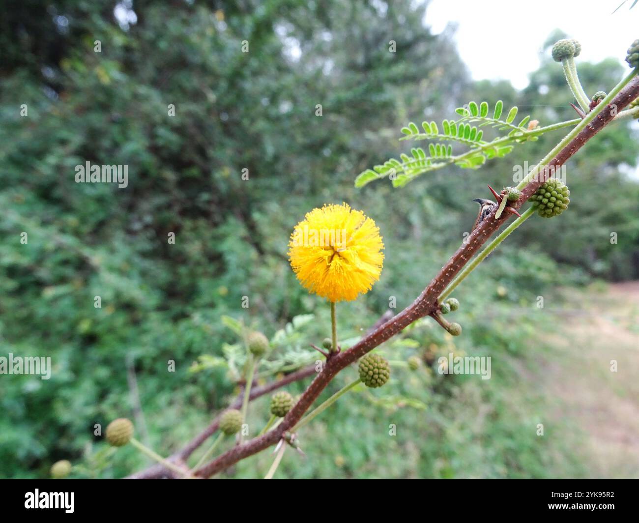 Sweet acacia (Vachellia farnesiana Stock Photo - Alamy