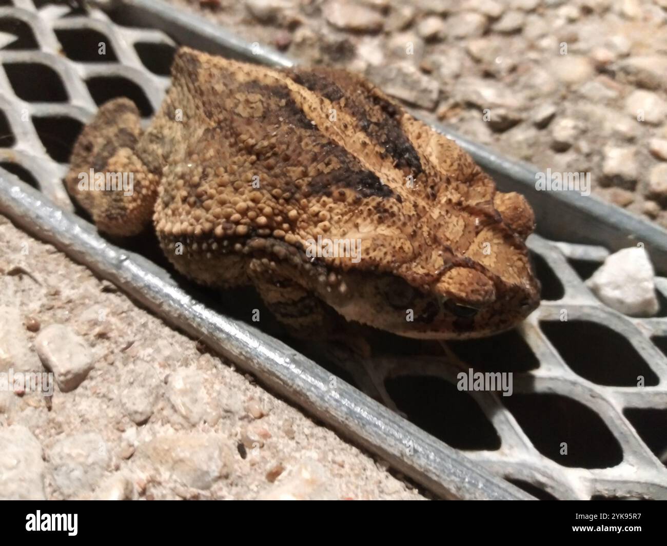 Gulf Coast Toad (Incilius nebulifer Stock Photo - Alamy
