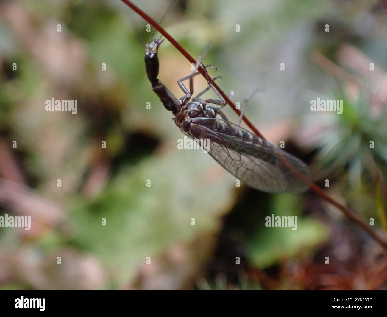 Common Snakeflies (Agulla Stock Photo - Alamy