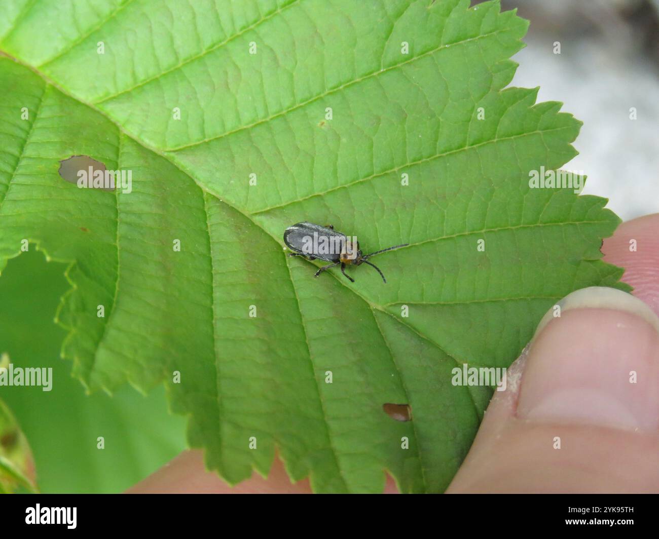 Pacific Willow Leaf Beetle (Tricholochmaea punctipennis Stock Photo - Alamy