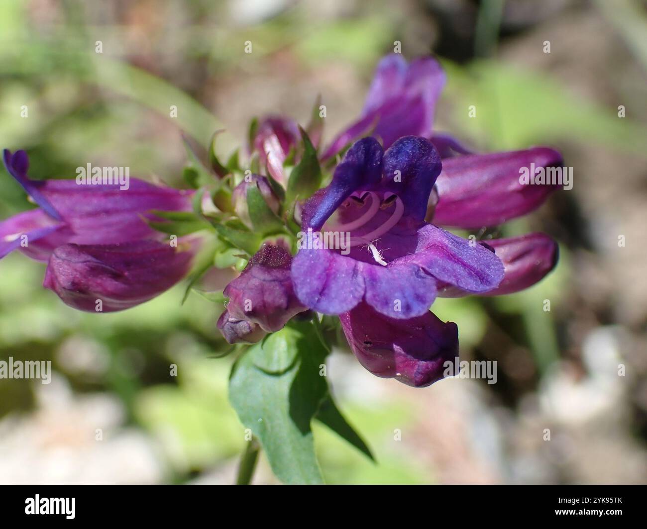 Penstemon serrulatus hi-res stock photography and images - Alamy