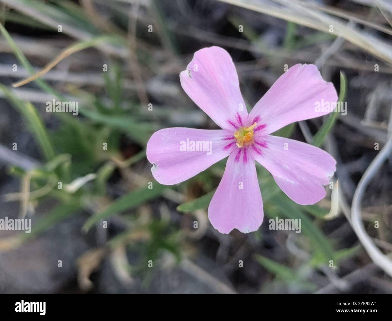 Phlox longifolia hi-res stock photography and images - Alamy