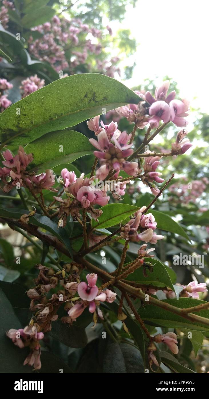 Brown Heart (Andira inermis Stock Photo - Alamy