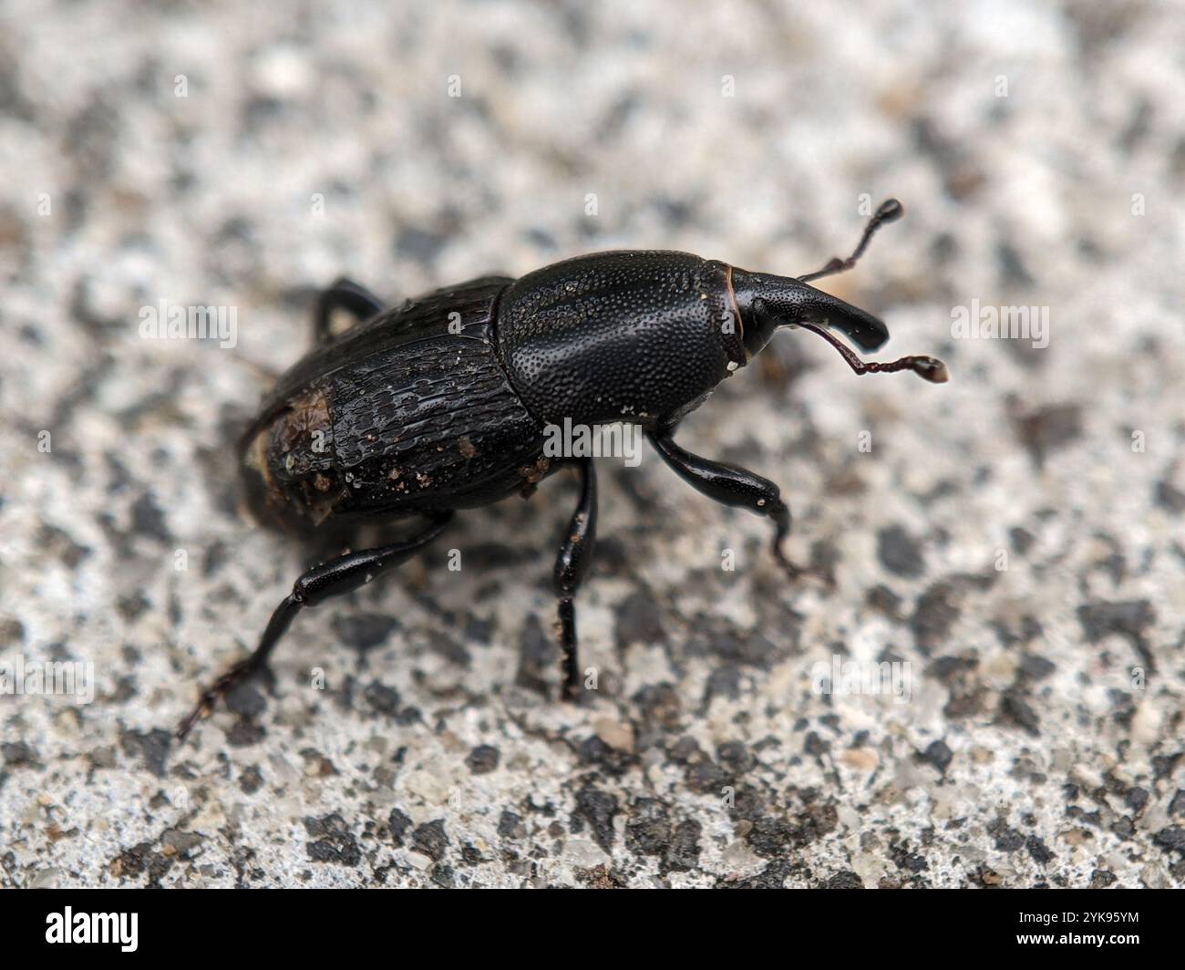 Rocky Mountain Billbug (Sphenophorus cicatristriatus Stock Photo - Alamy