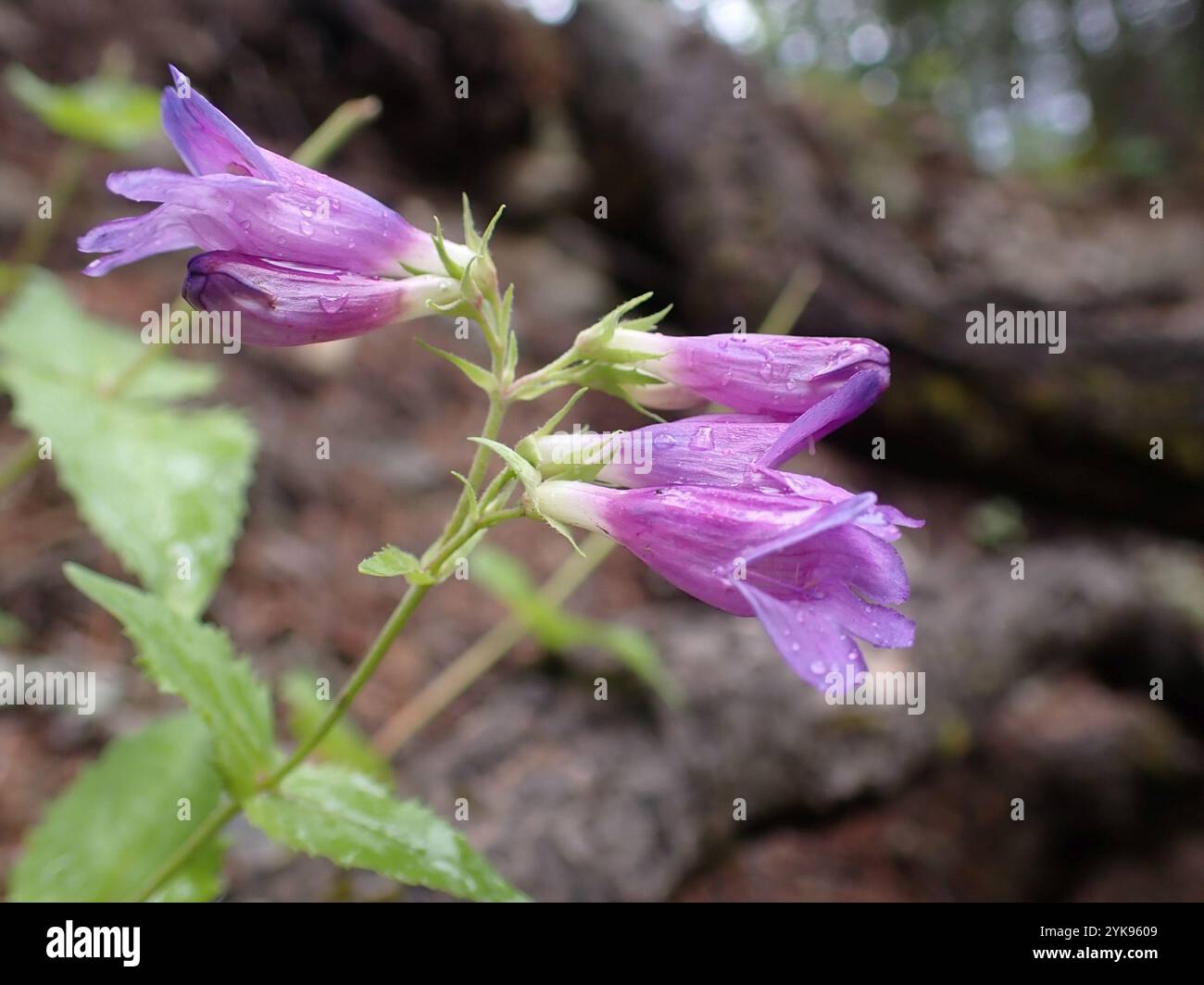 Cascade penstemon hi-res stock photography and images - Alamy