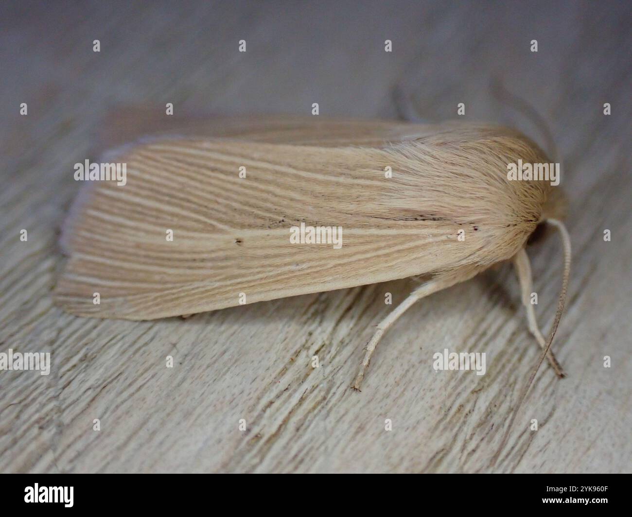 Common wainscot mythimna pallens hi-res stock photography and images ...
