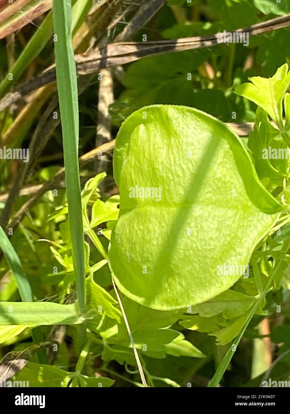 Lesser Balloon Vine (Cardiospermum halicacabum Stock Photo - Alamy