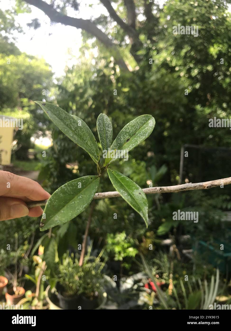 dahoon holly (Ilex cassine Stock Photo - Alamy