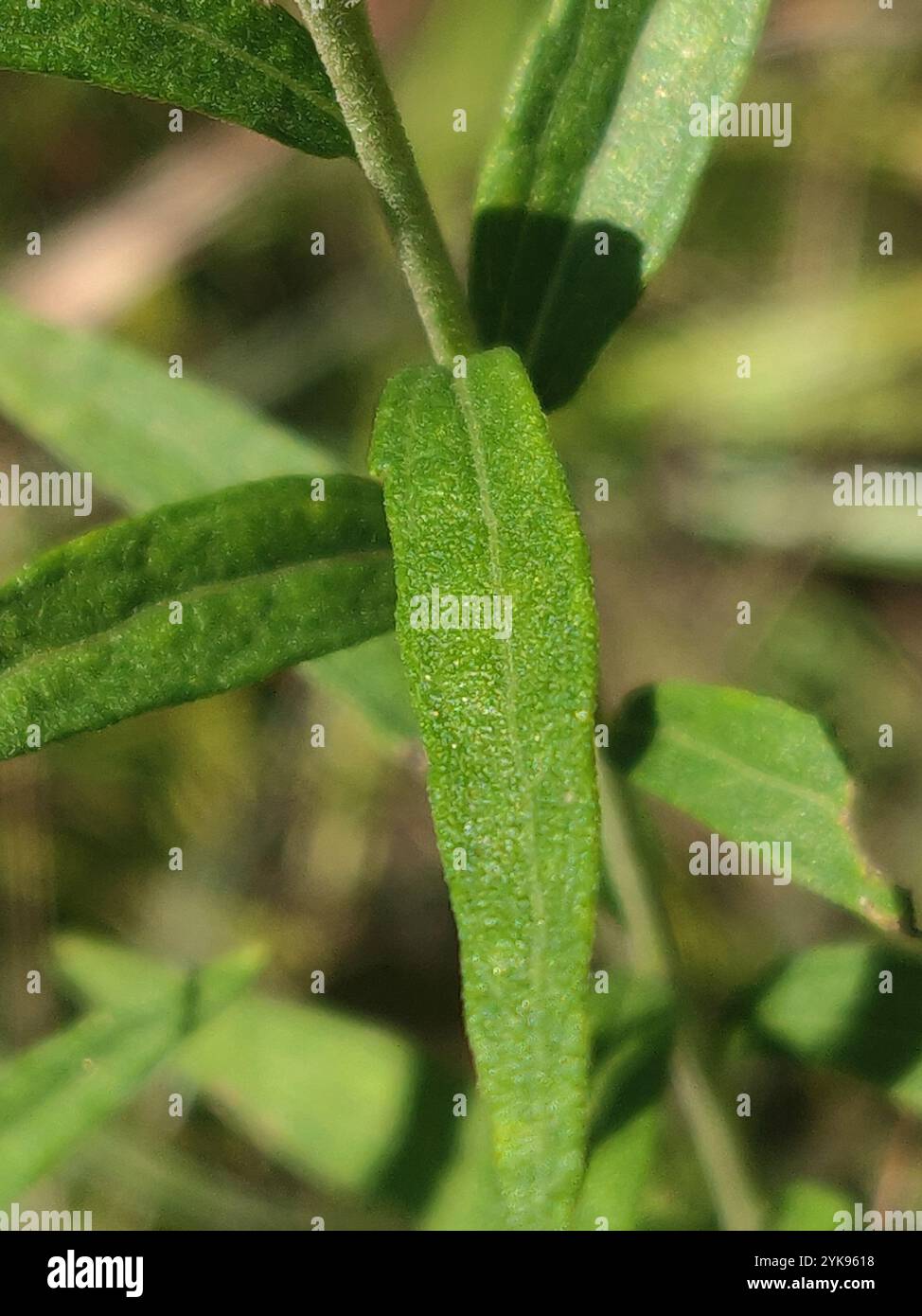 False Boneset (Brickellia eupatorioides Stock Photo - Alamy