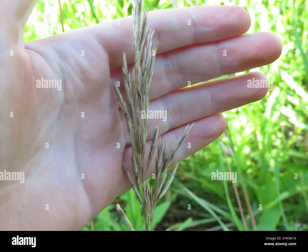 Smooth Brome (Bromus inermis Stock Photo - Alamy