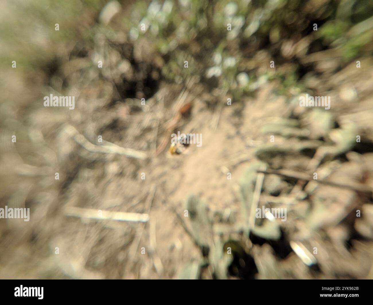 European beewolf (Philanthus triangulum Stock Photo - Alamy