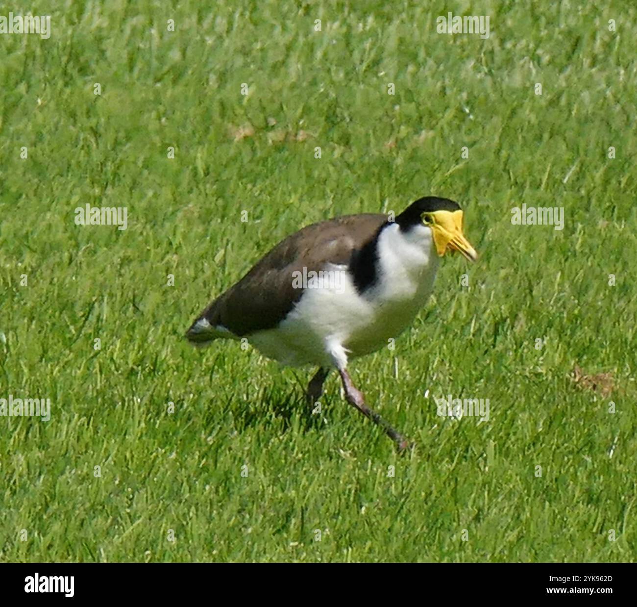Black-shouldered Masked Lapwing (Vanellus miles novaehollandiae Stock ...