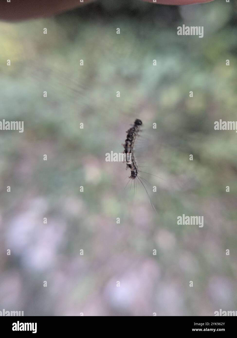 Owlet Moths and Allies (Noctuoidea Stock Photo - Alamy