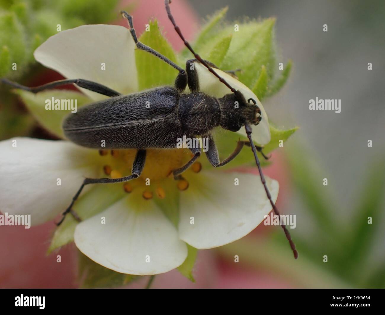 Longhorn Beetles (Cerambycidae Stock Photo - Alamy