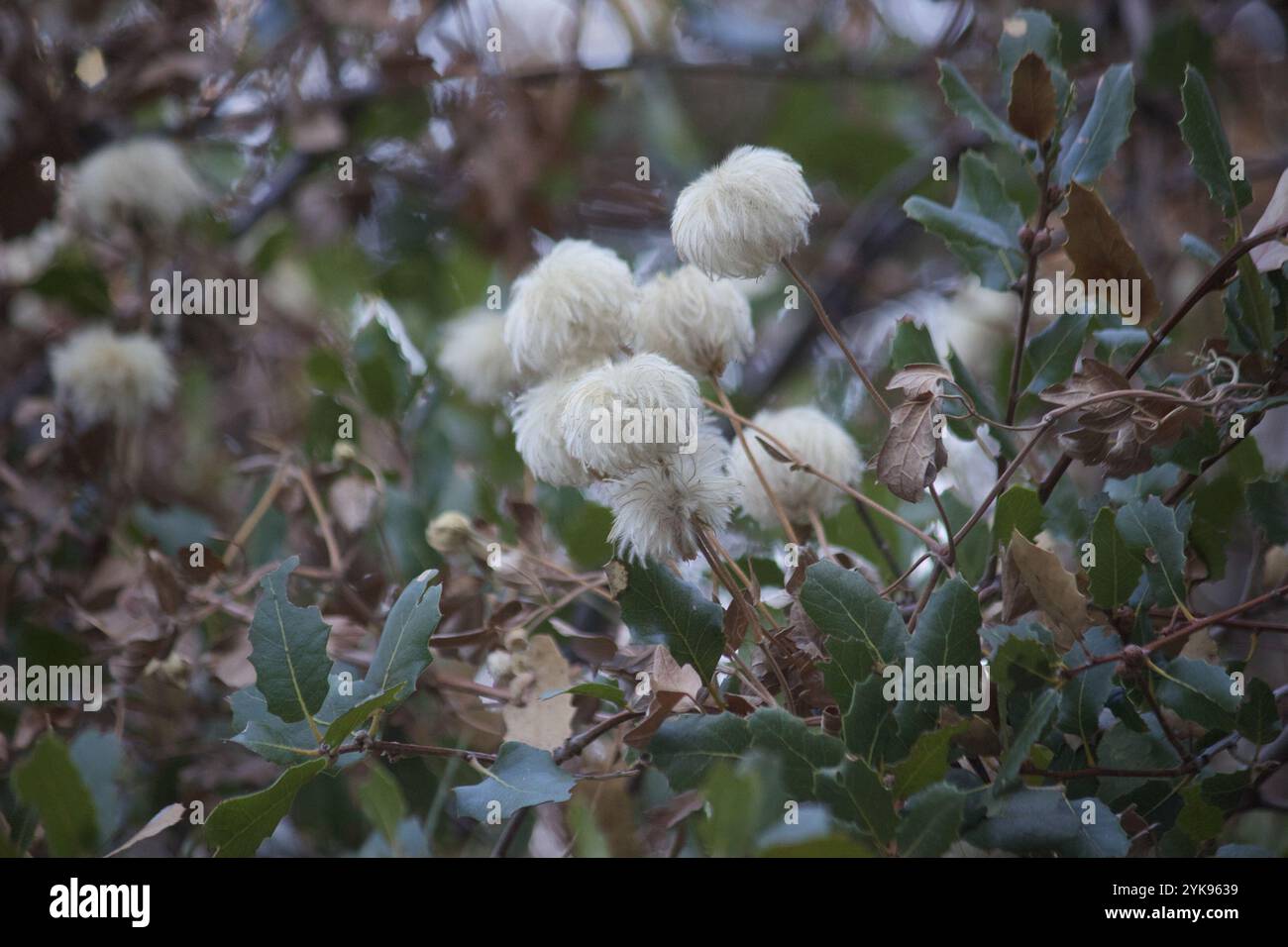 Pipestem Clematis (Clematis lasiantha Stock Photo - Alamy