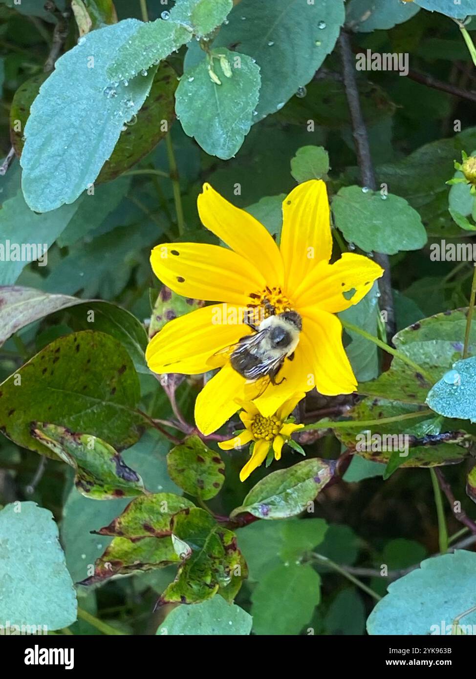 Common Eastern Bumble Bee (Bombus impatiens Stock Photo - Alamy