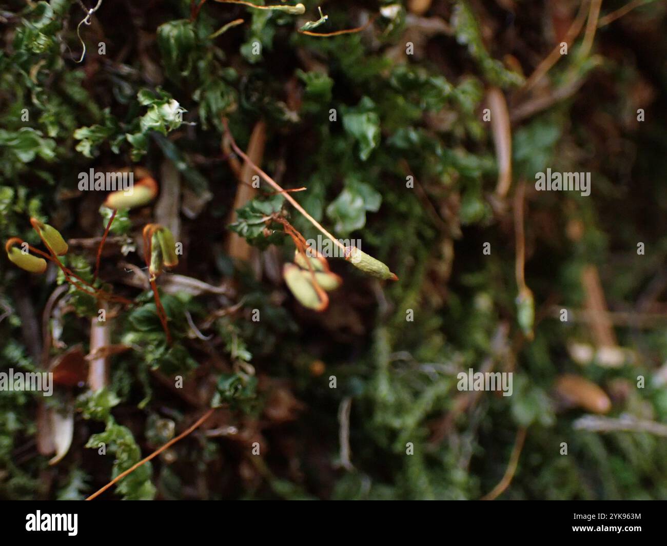 Red-mouthed Leafy Moss (Mnium spinulosum Stock Photo - Alamy