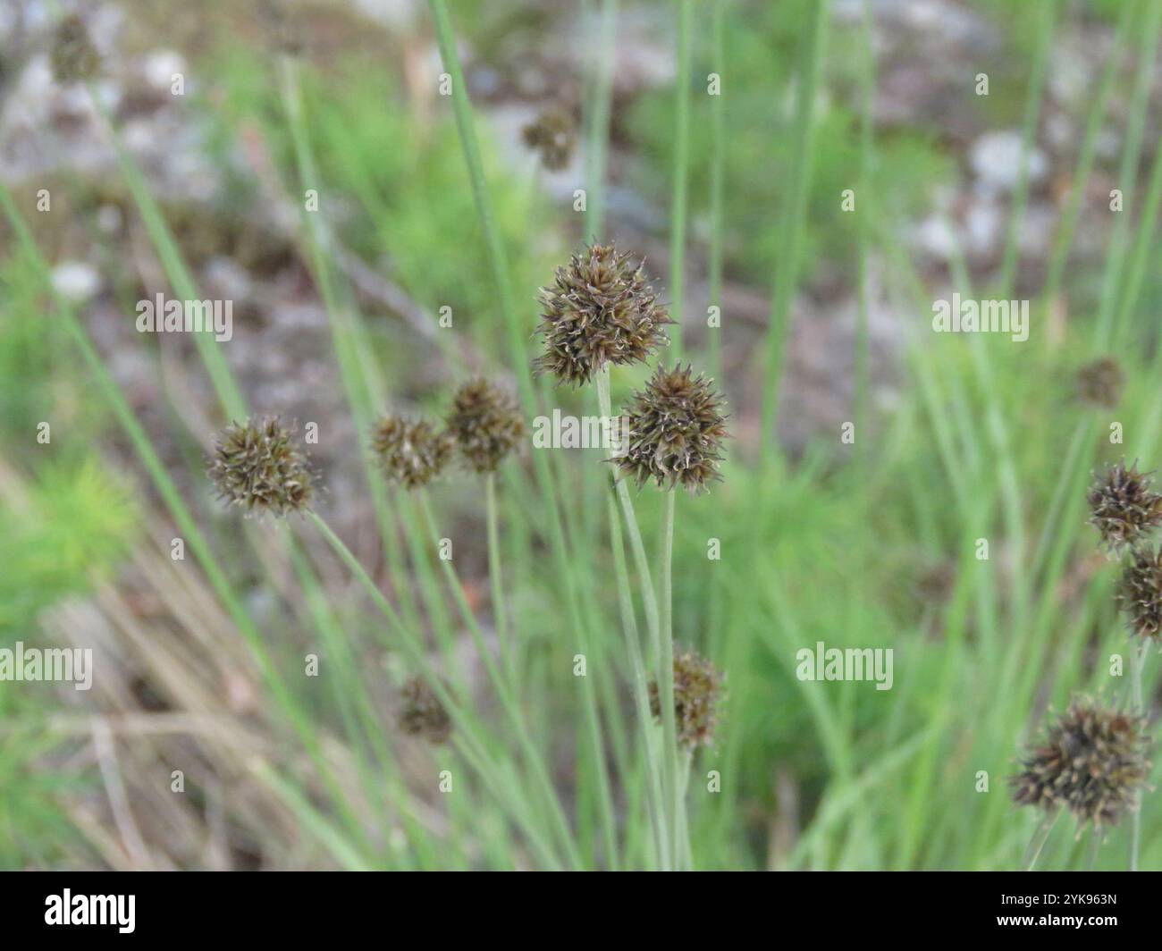 dagger rush (Juncus ensifolius Stock Photo - Alamy