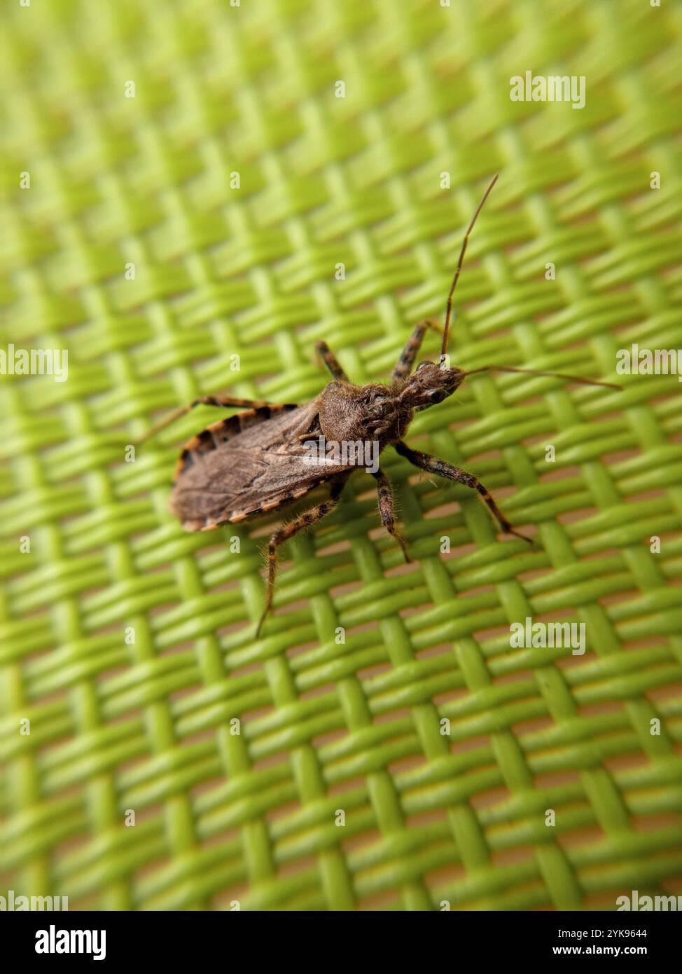 Coranus hi-res stock photography and images - Alamy