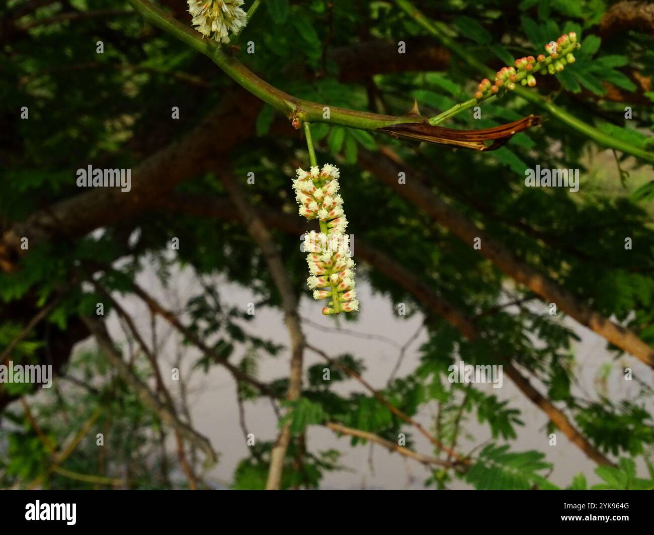 Red Cutch Tree (Senegalia chundra Stock Photo - Alamy