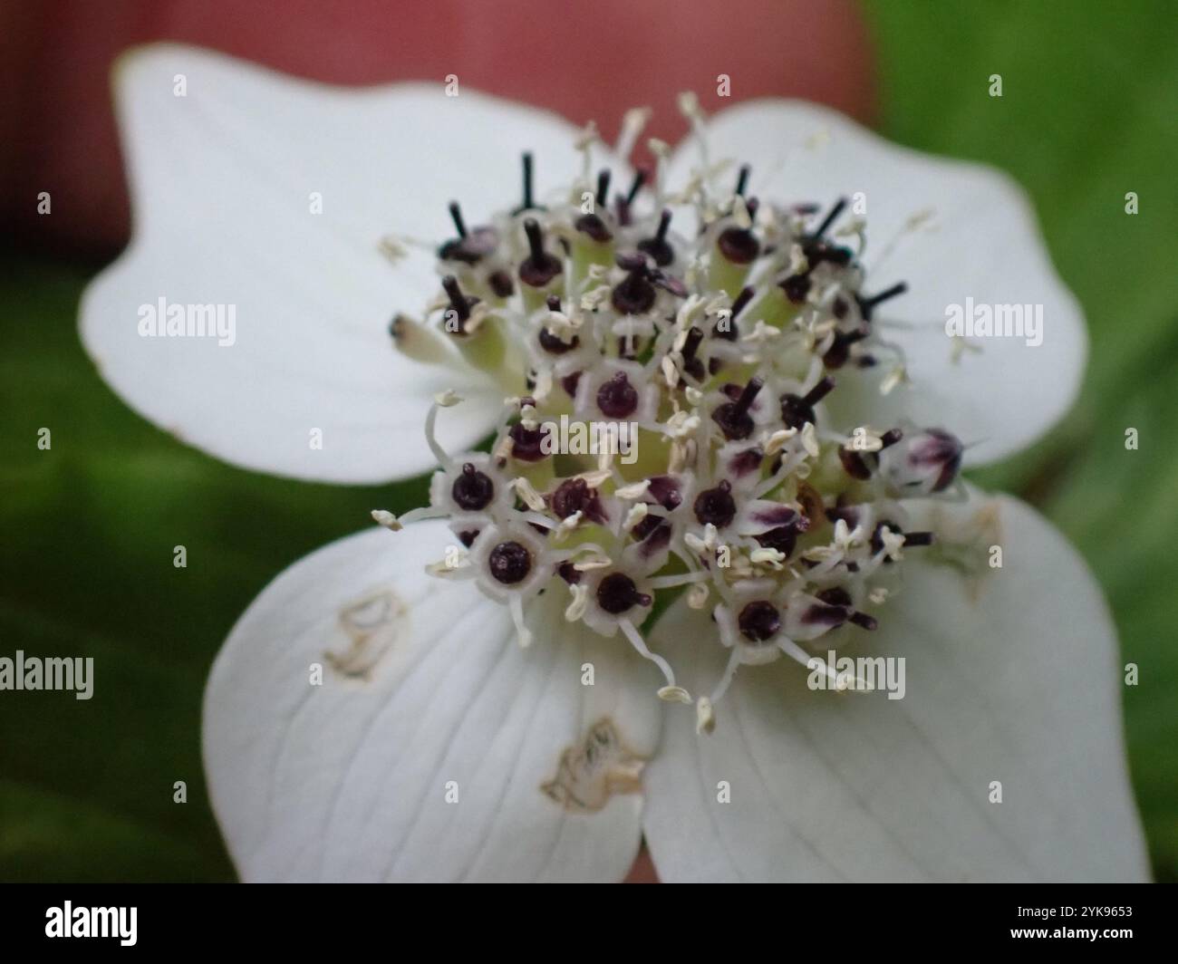 Western Bunchberry (Cornus unalaschkensis Stock Photo - Alamy