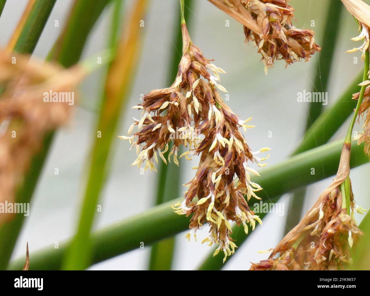 grasses, sedges, cattails, and allies (Poales Stock Photo - Alamy