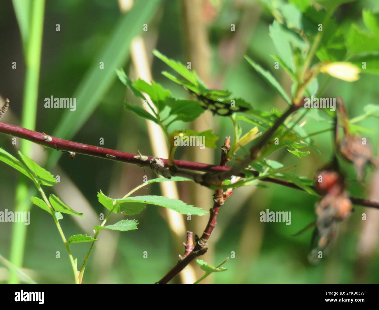 Anania funebris hi-res stock photography and images - Alamy