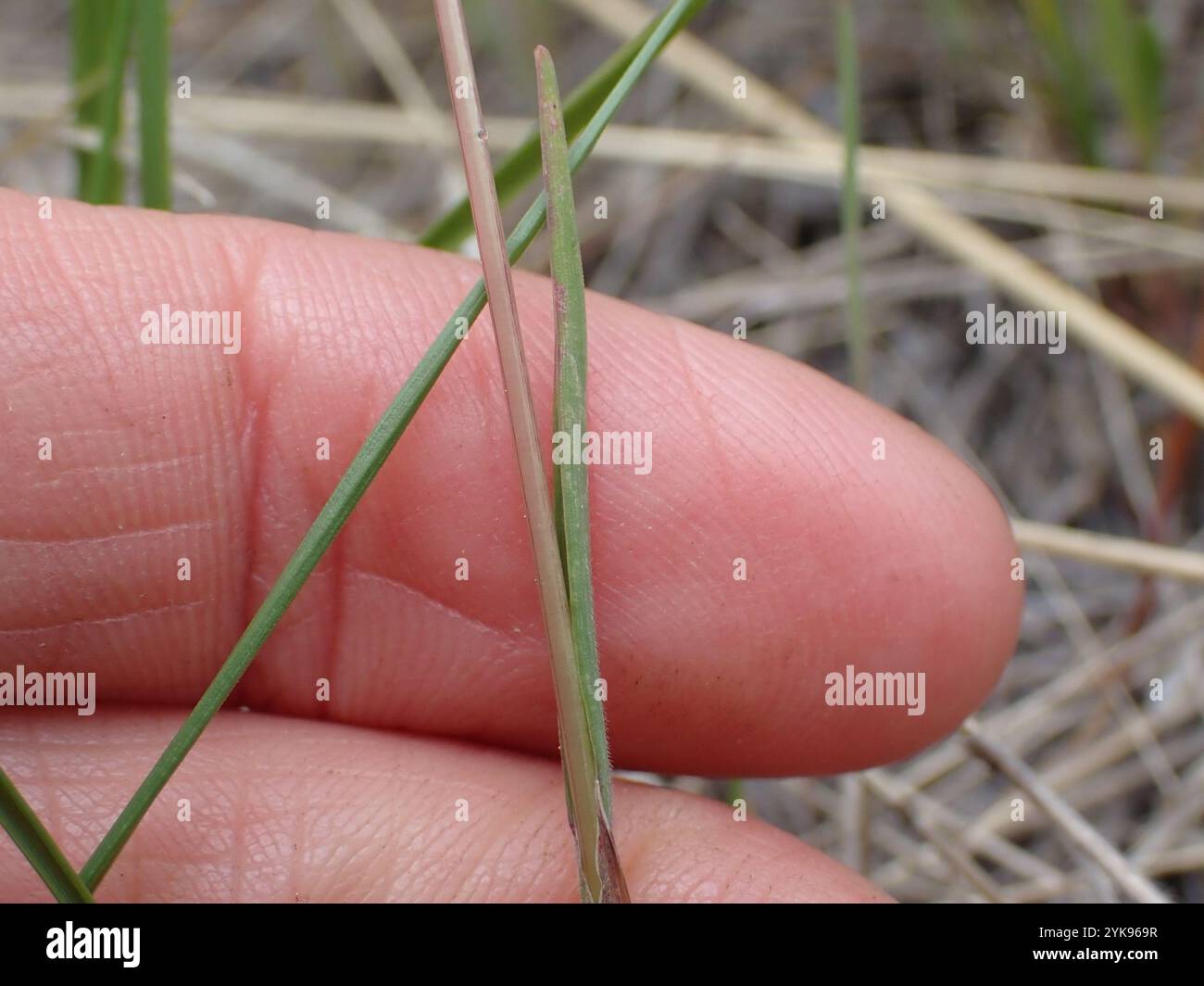Bulbous Bluegrass (Poa bulbosa Stock Photo - Alamy