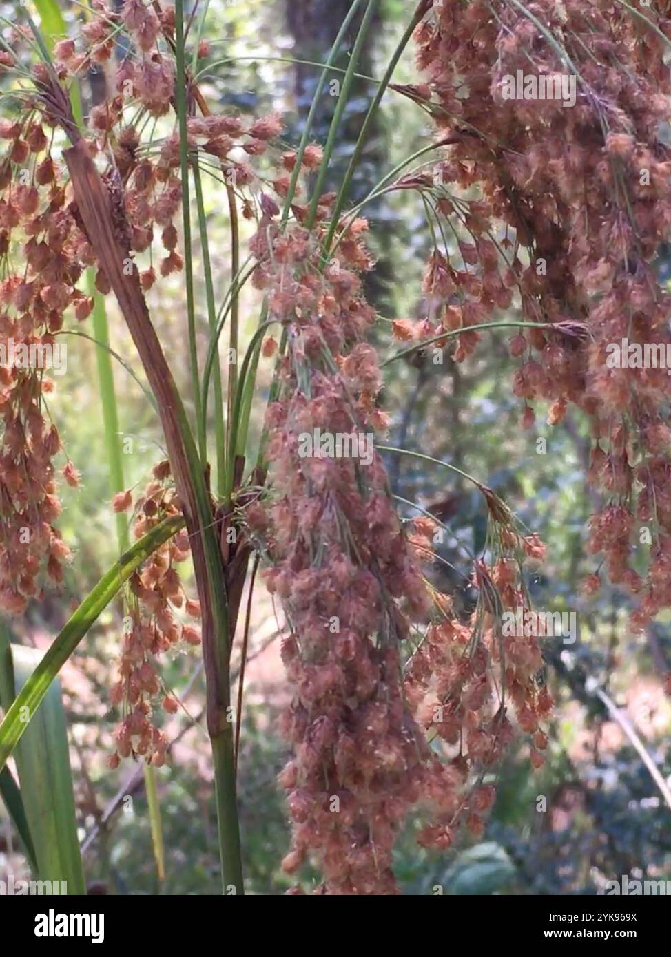 woolgrass (Scirpus cyperinus Stock Photo - Alamy